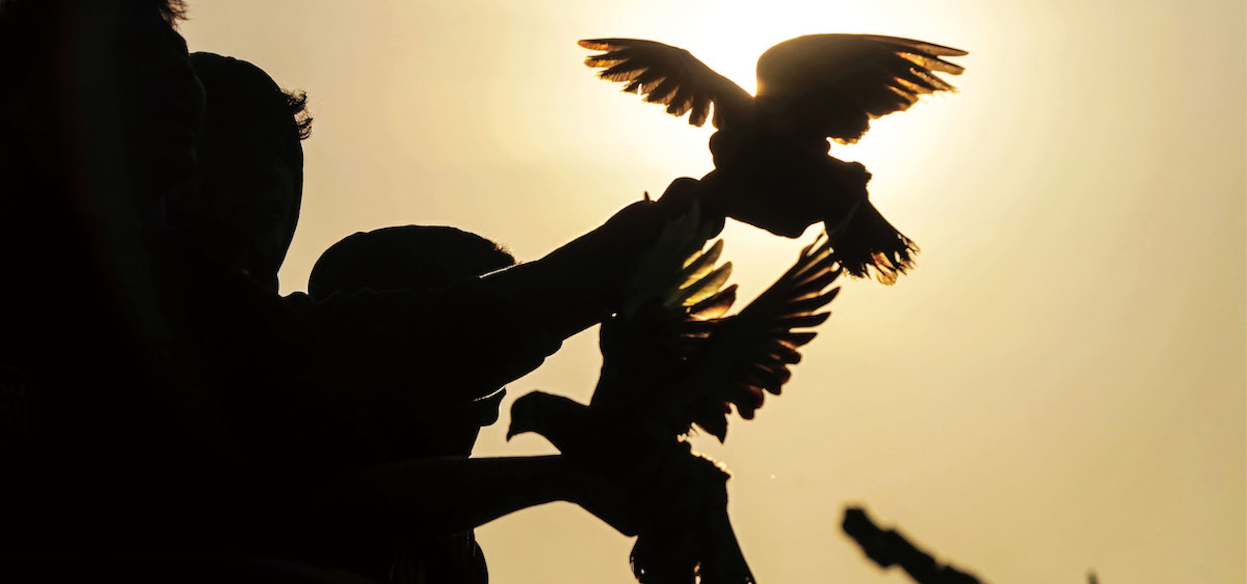 The High Stakes of China's Pigeon Racing Business | The World of Chinese