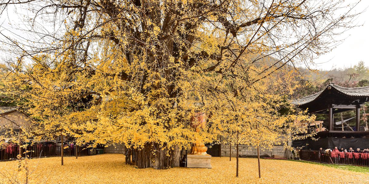 Golden Ginkgo | The World of Chinese