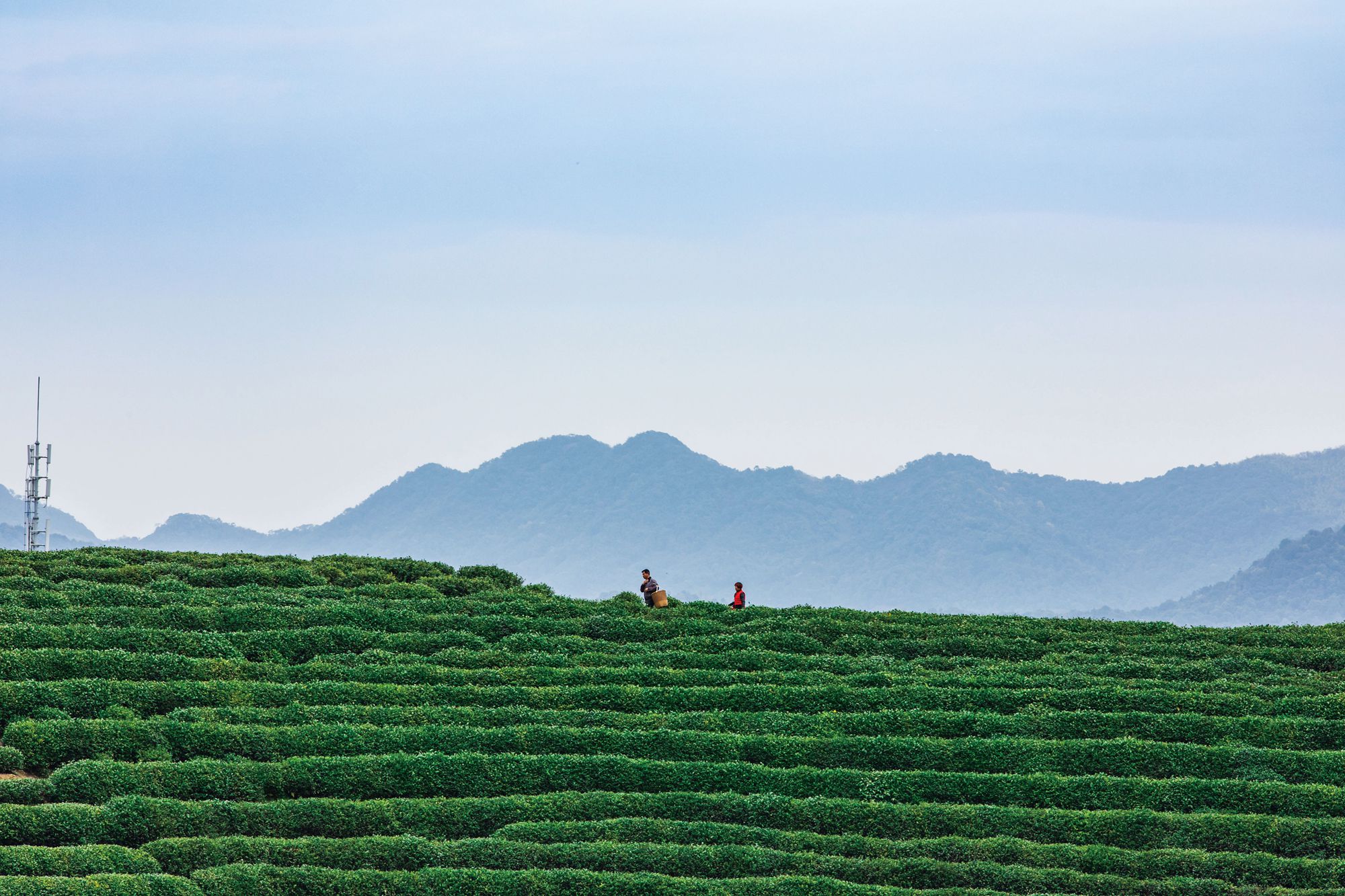 West Lake Longjing Tea, or "Dragon Well" Tea | The World of Chinese
